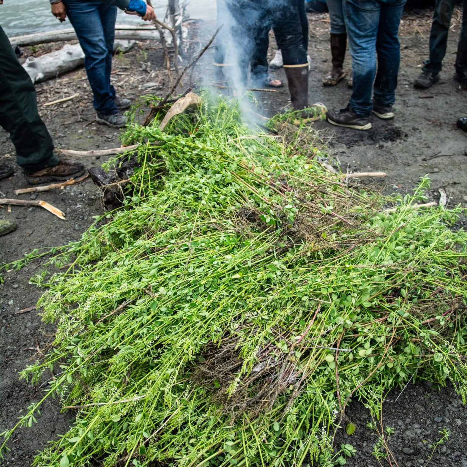 Floatable Weed Smackdown - Copper River Watershed Project